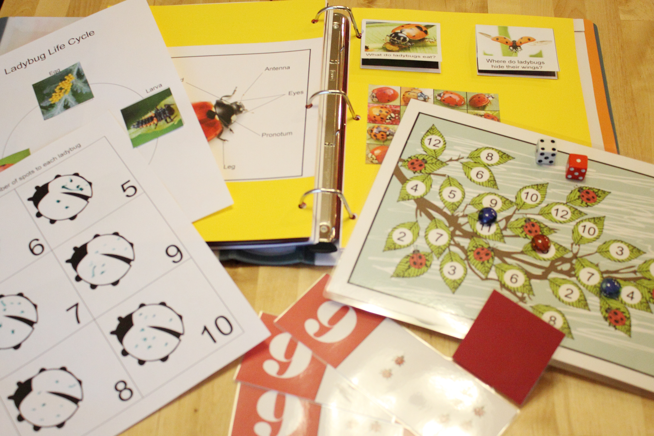 Ladybug Project – Homeschooling2e