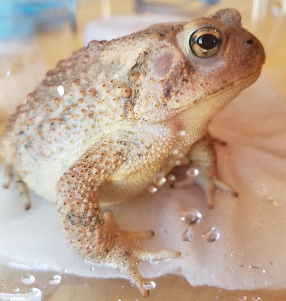 Toad-ally Learning – Homeschooling2e