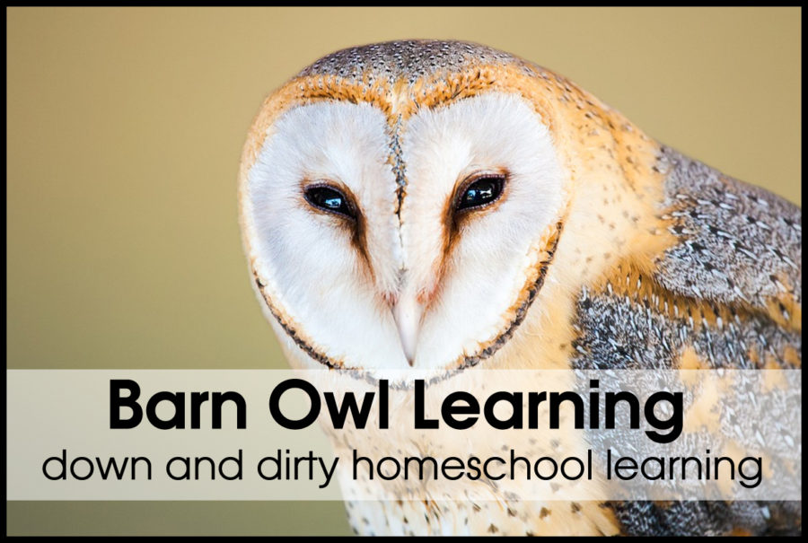 Barn Owl Learning – Homeschooling2e